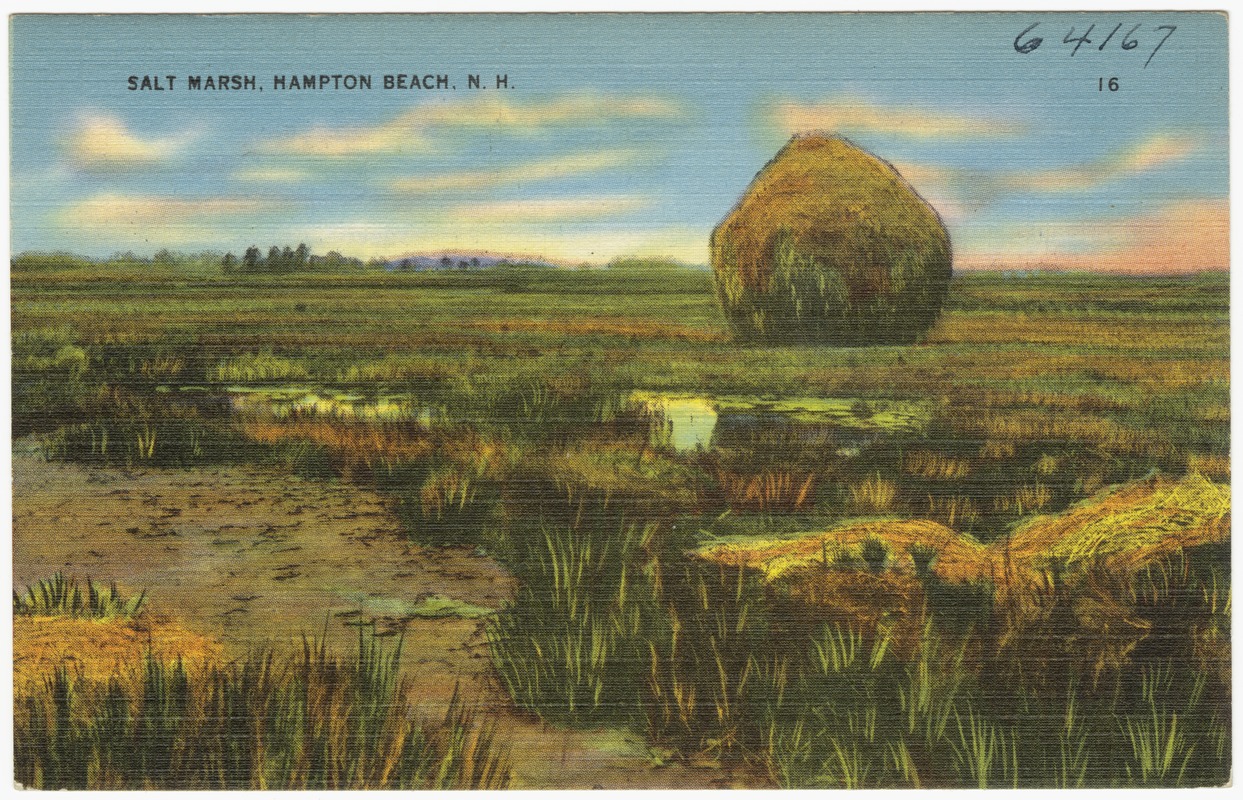 Salt Marsh, Hampton Beach, N.H. - Digital Commonwealth