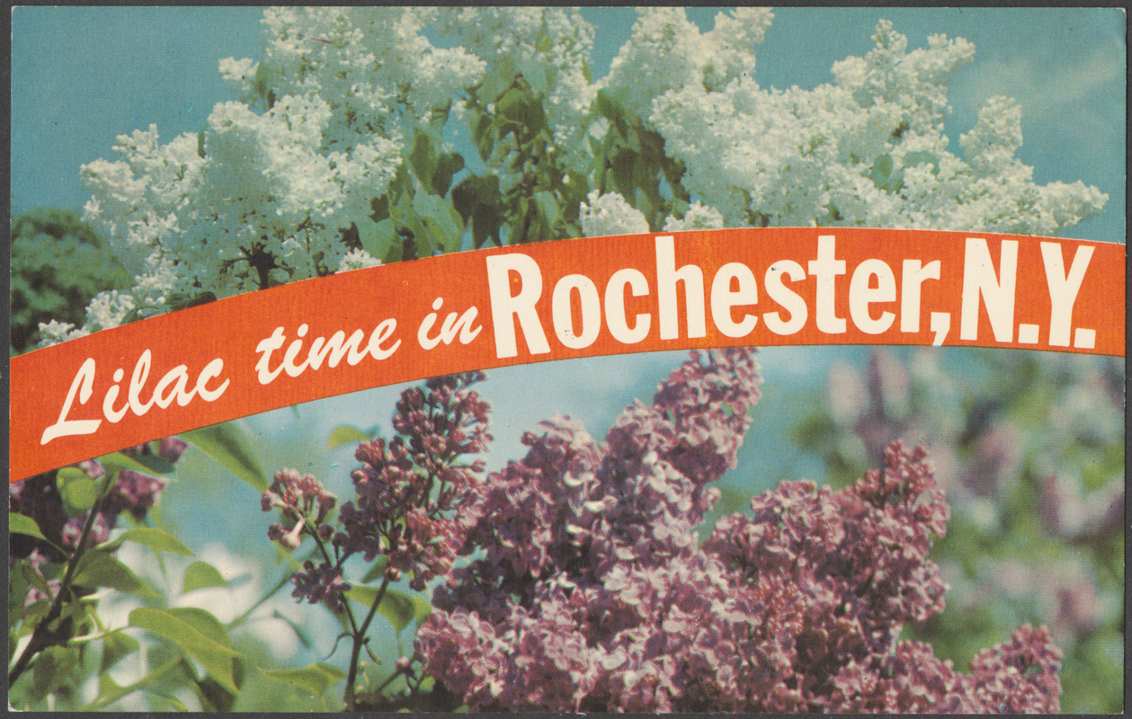 Lilac time in Rochester, N.Y. - Digital Commonwealth