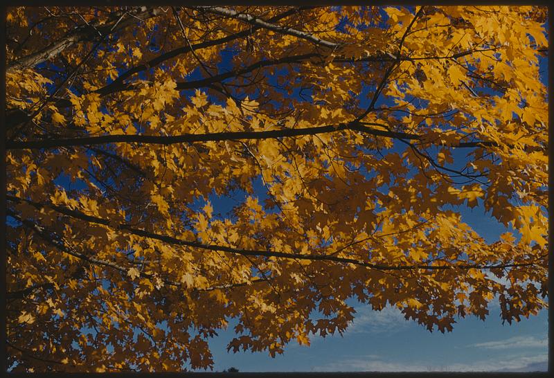 Fall foliage - Digital Commonwealth