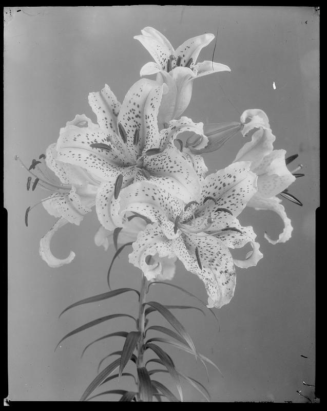Lilies - Digital Commonwealth