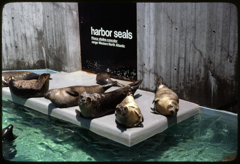 Harbor seals - Digital Commonwealth