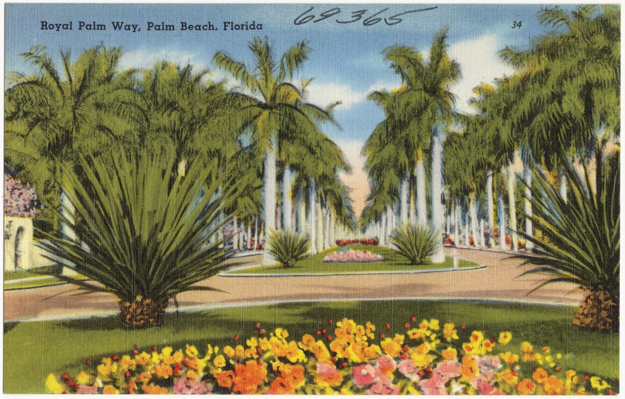 Royal Palm Way, Palm Beach, Florida - Digital Commonwealth