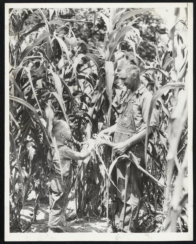 This year's corn crop grown by William Carr Lentz of Utica, Ind., who ...