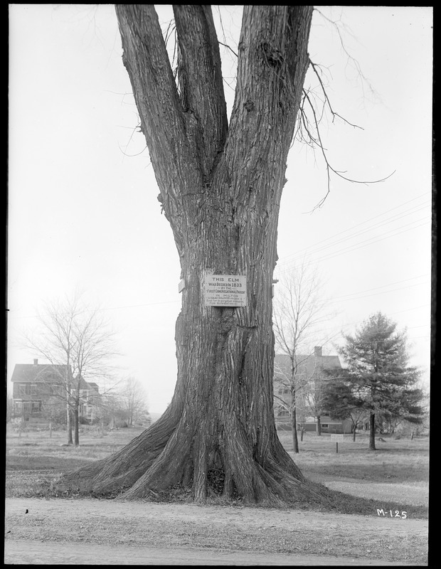 Ulmus americana, The Gulliver Elm. Massachusetts (Milton) - Digital ...