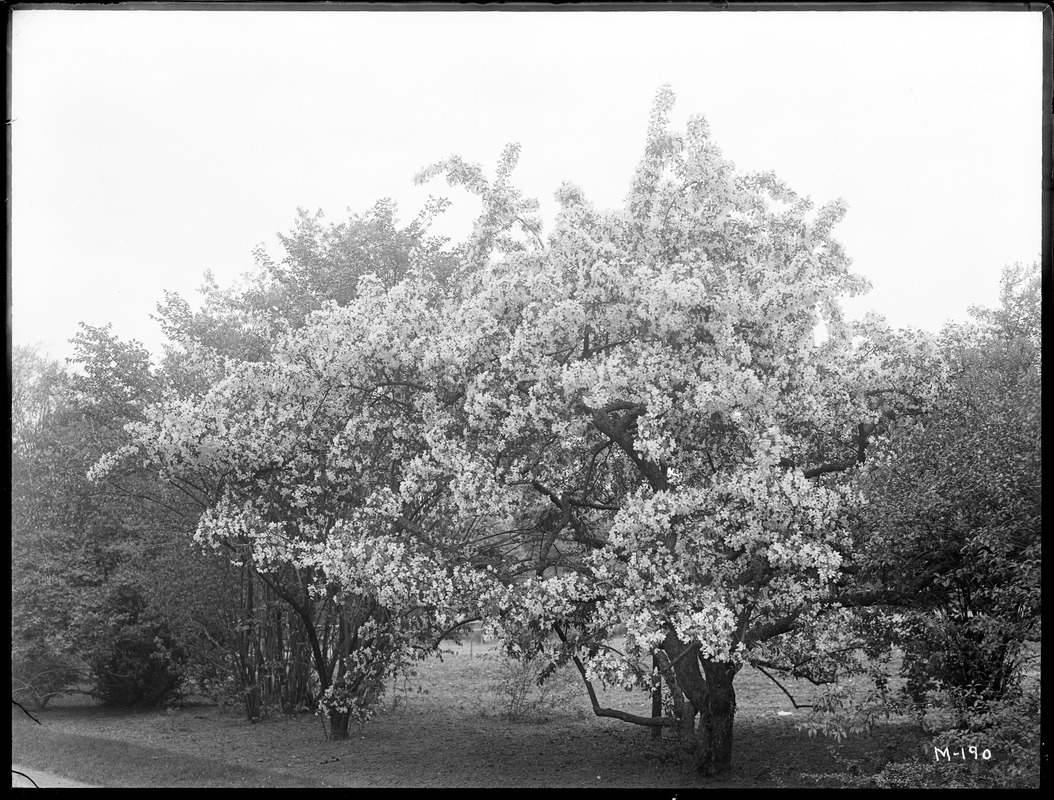 Malus arnoldiana Massachusetts (Brookline) - Digital Commonwealth