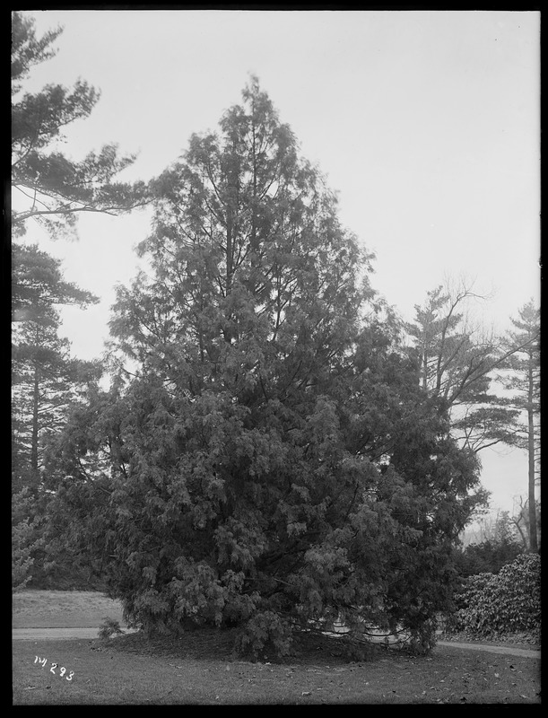 Thuya standishii Massachusetts (Wellesley) - Digital Commonwealth