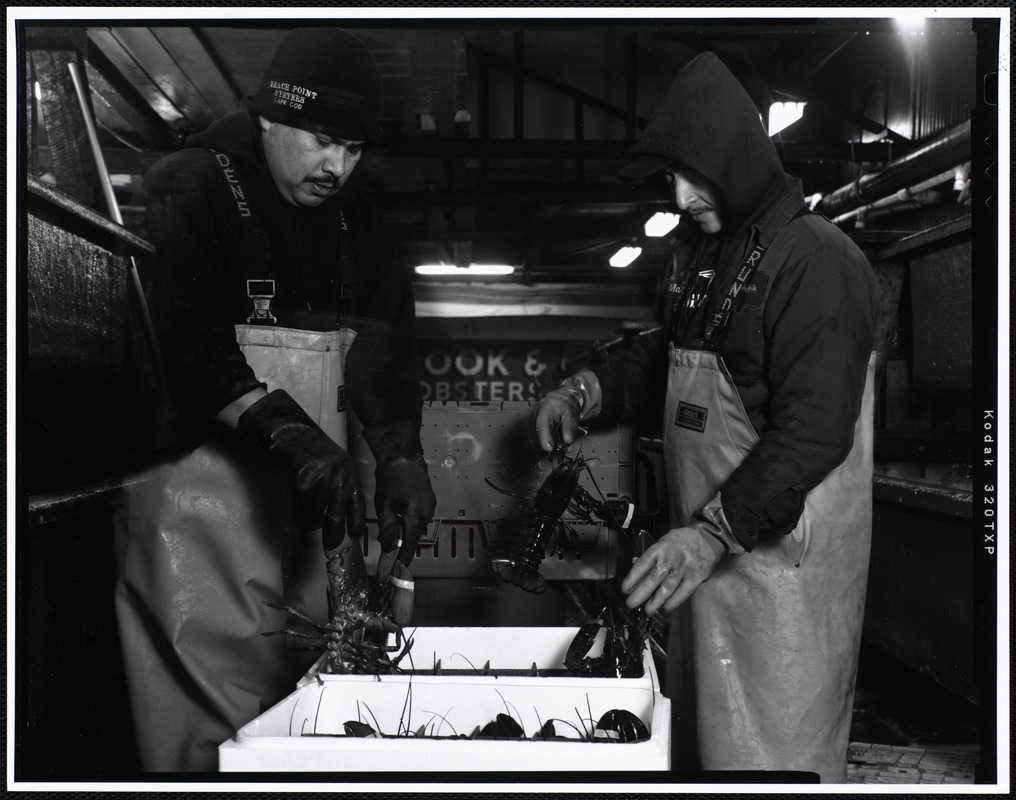 Juan and Mario packing lobsters - Digital Commonwealth