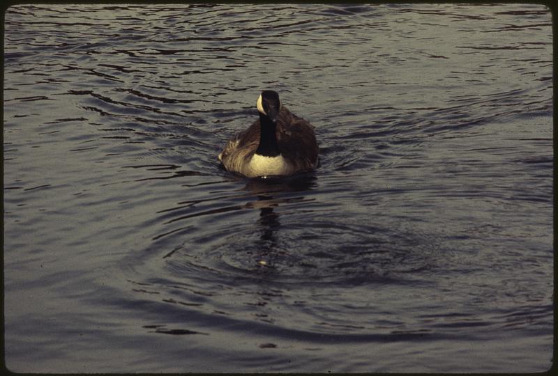 Canadian geese protected area of Charles River branch - Digital ...