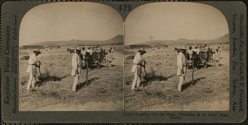 Treading out the grain, threshing as in olden days, Greece - Digital ...