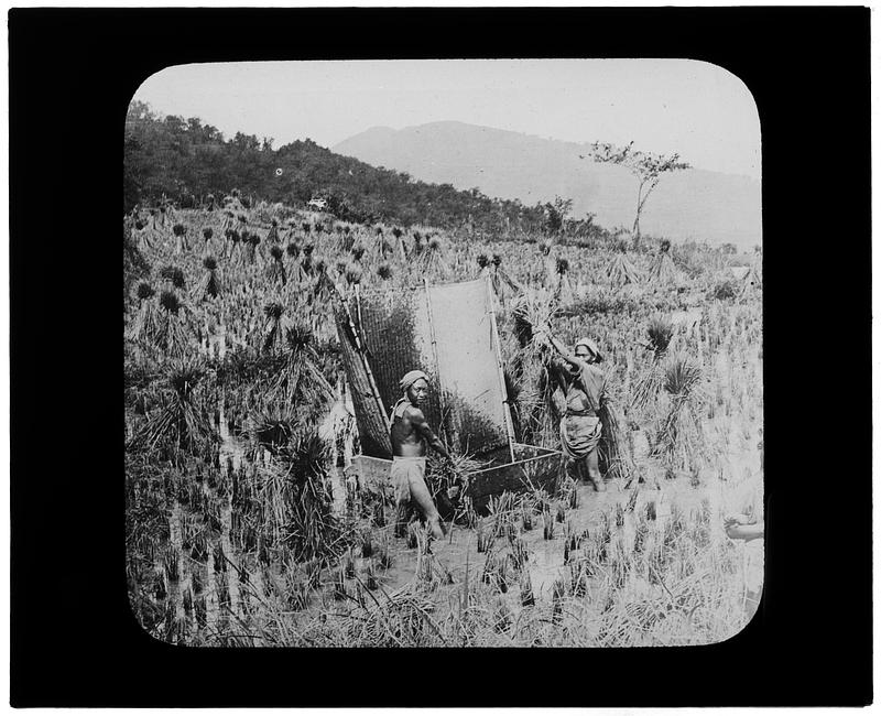 People working in a field - Digital Commonwealth