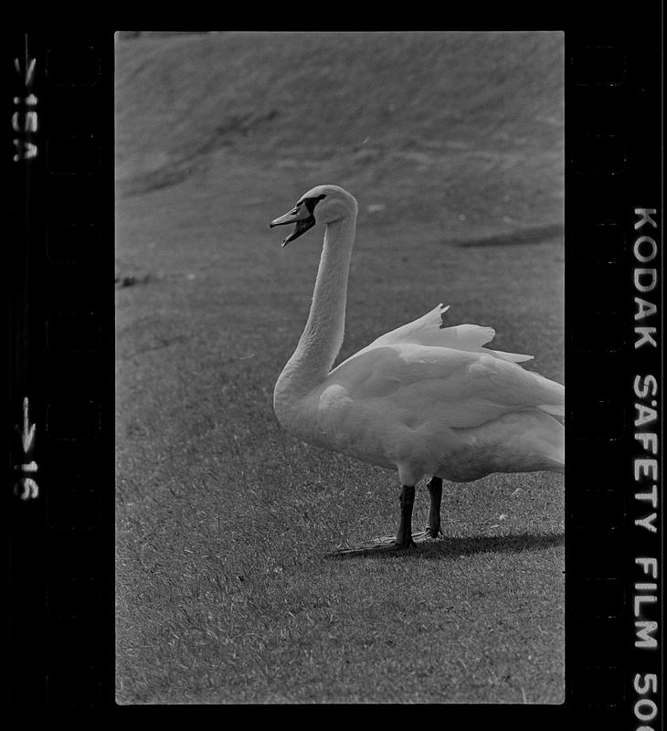 Swan honking - Digital Commonwealth