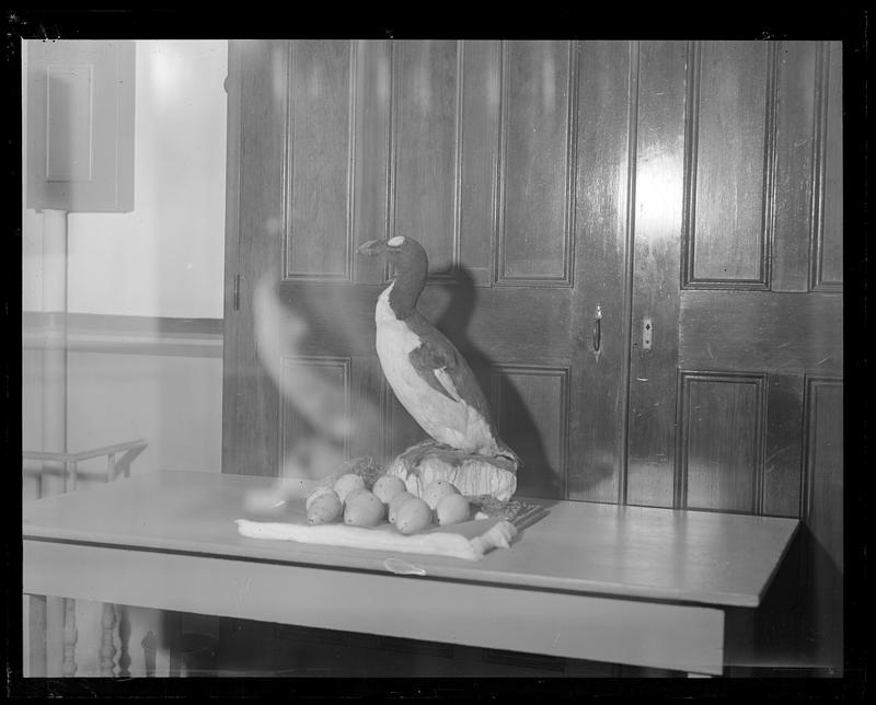 A great auk with eggs - Digital Commonwealth