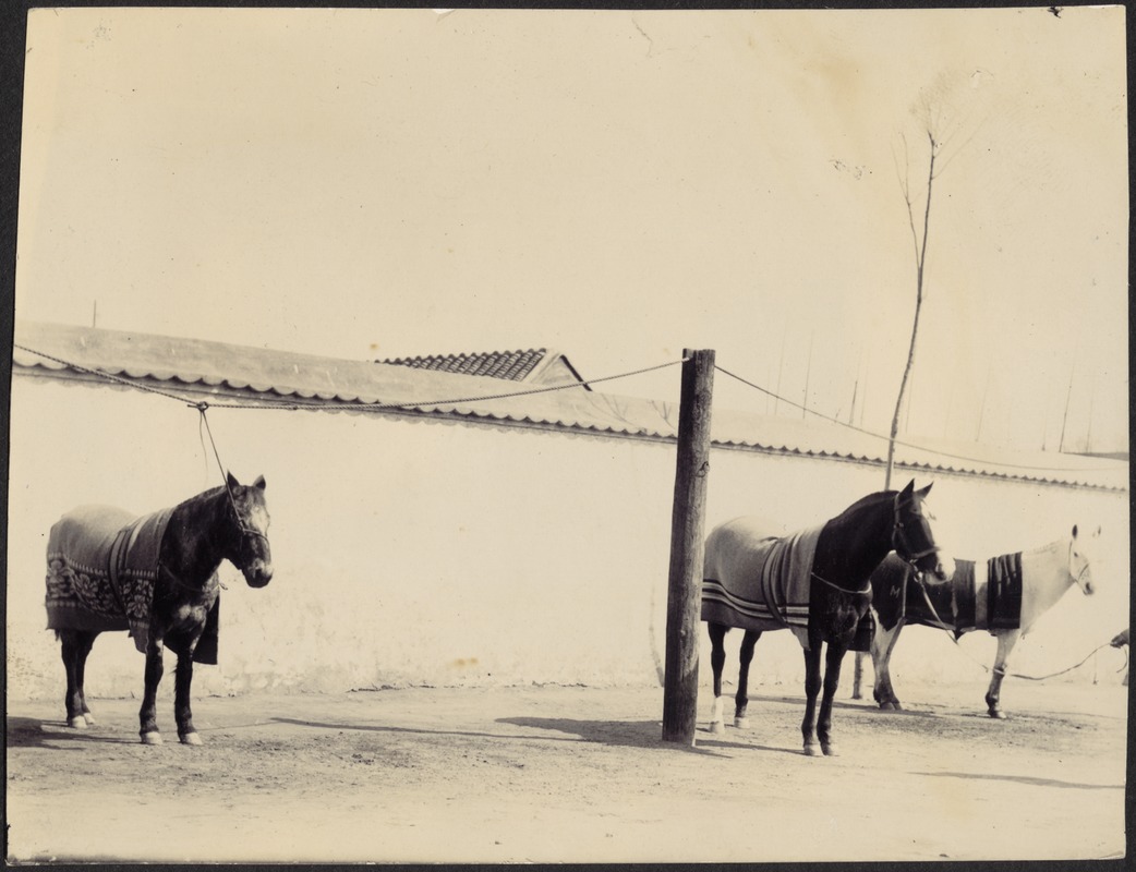 House in Peking, China — Stable yard with horses - Digital Commonwealth