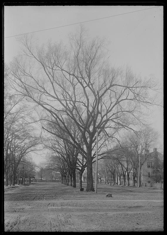 Elm trees on street - Digital Commonwealth