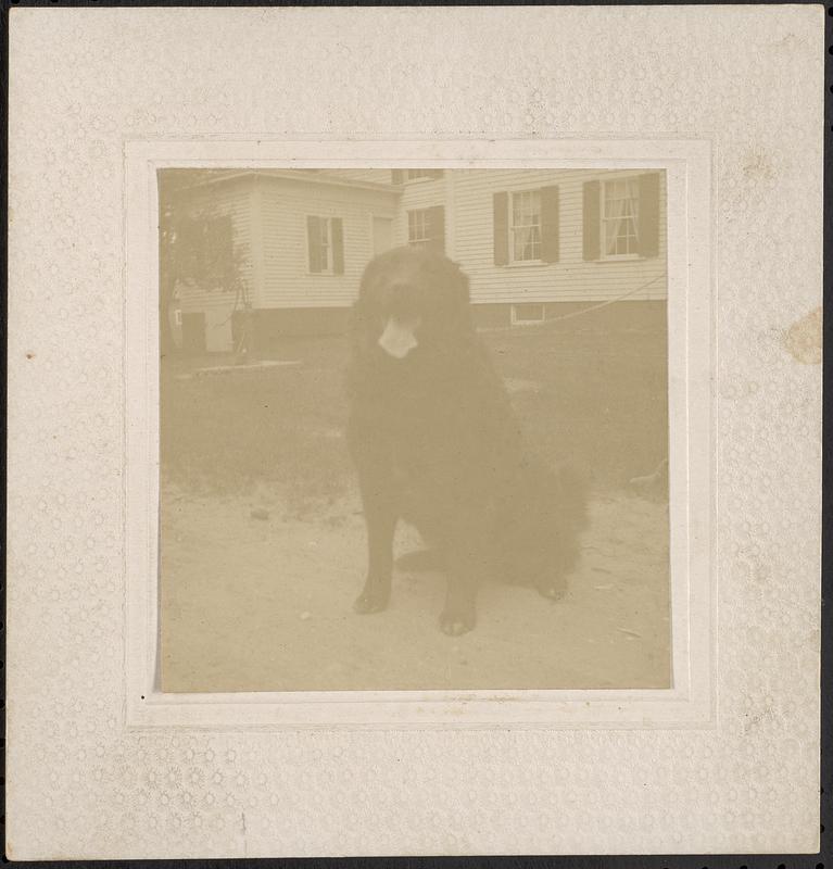 Dog of Freeman A. Crafts - Digital Commonwealth