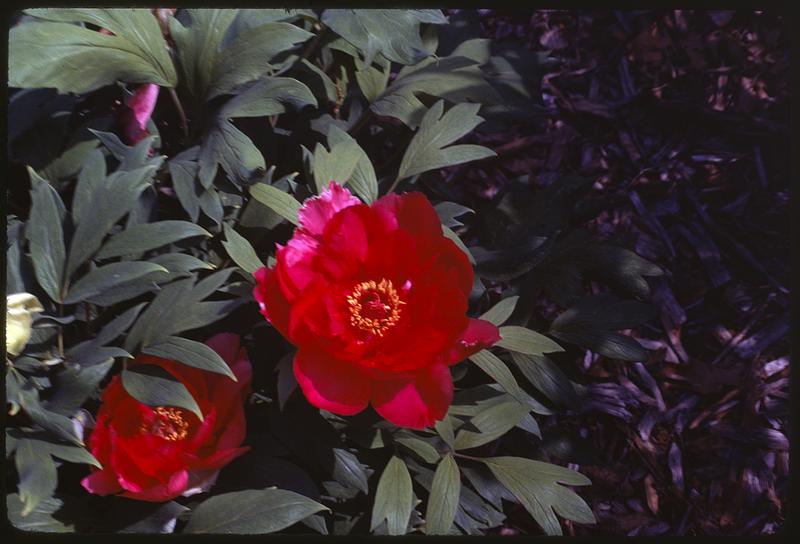 Peony garden, Arbor. - Digital Commonwealth