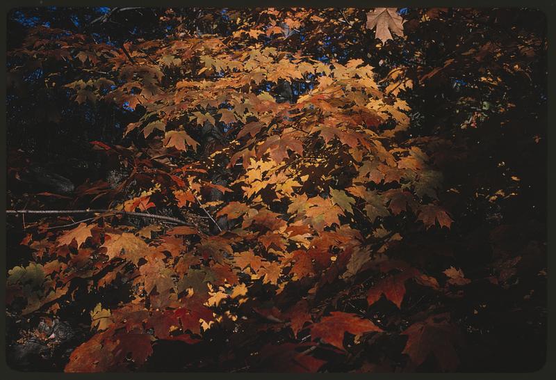 Fall foliage - Digital Commonwealth