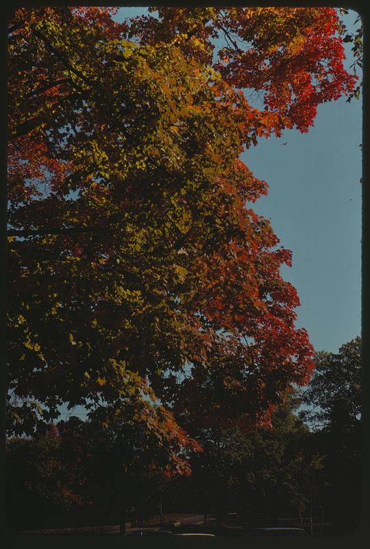 Tree showing fall foliage - Digital Commonwealth