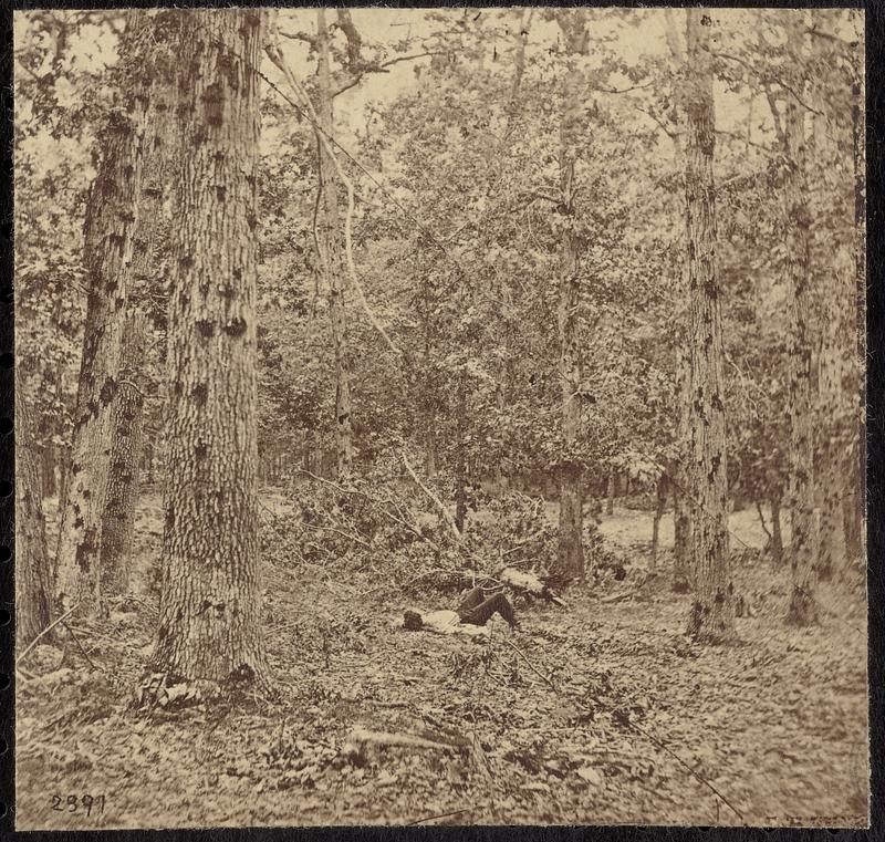Wounded trees at Gettysburg - Digital Commonwealth