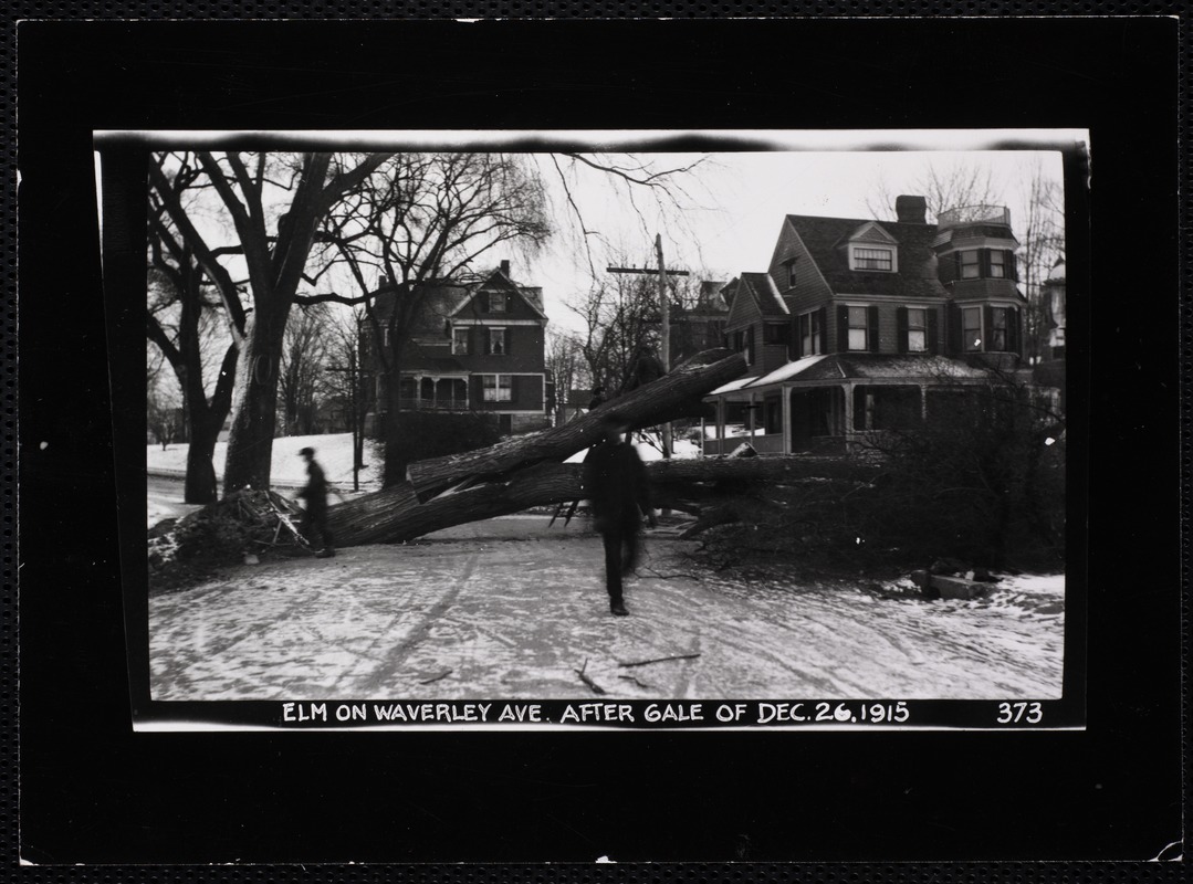 Villages of Newton, MA. Newton Corner. Fallen elm, Waverley Ave, Newton ...