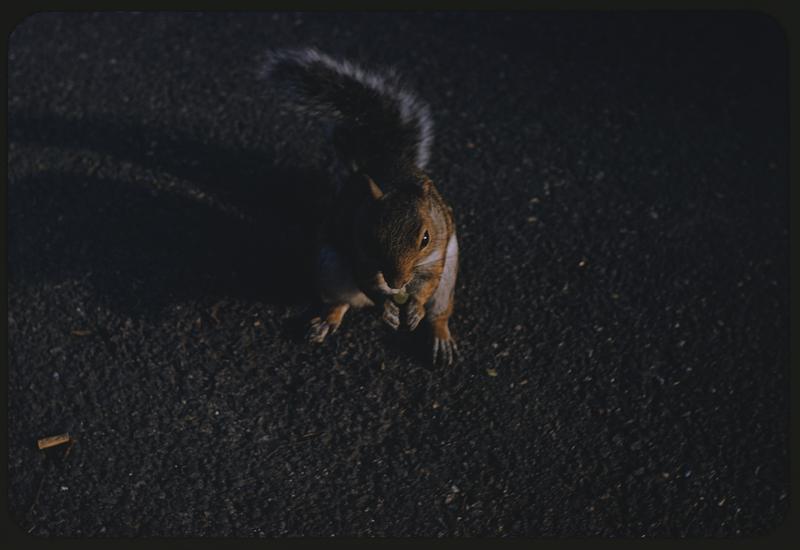 Squirrel, Harvard College - Digital Commonwealth