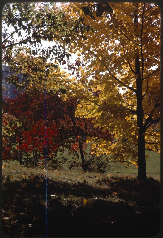 Trees showing fall foliage - Digital Commonwealth