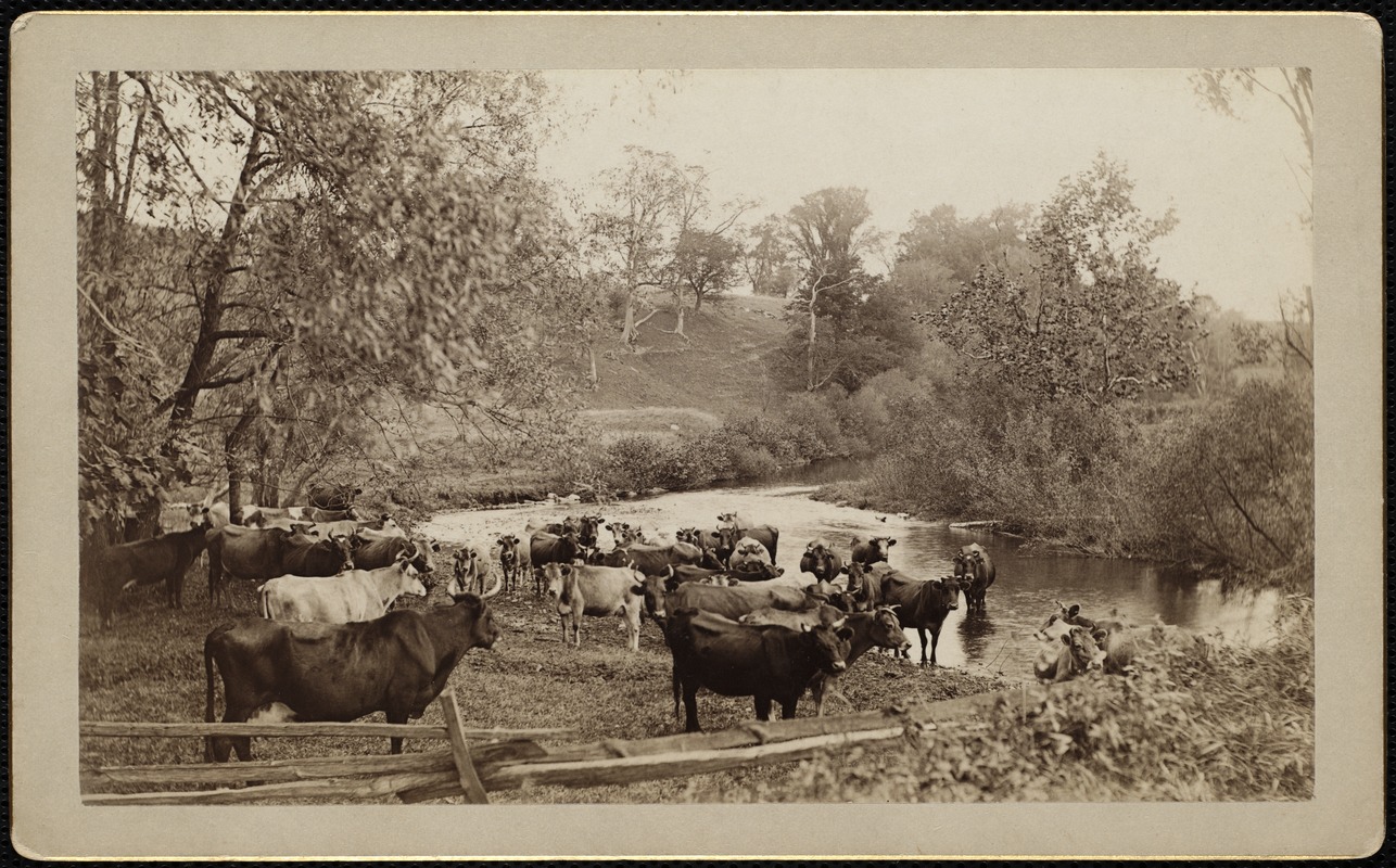 Cattle by a river - Digital Commonwealth