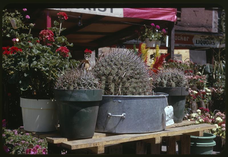 Cacti for sale outdoors - Digital Commonwealth