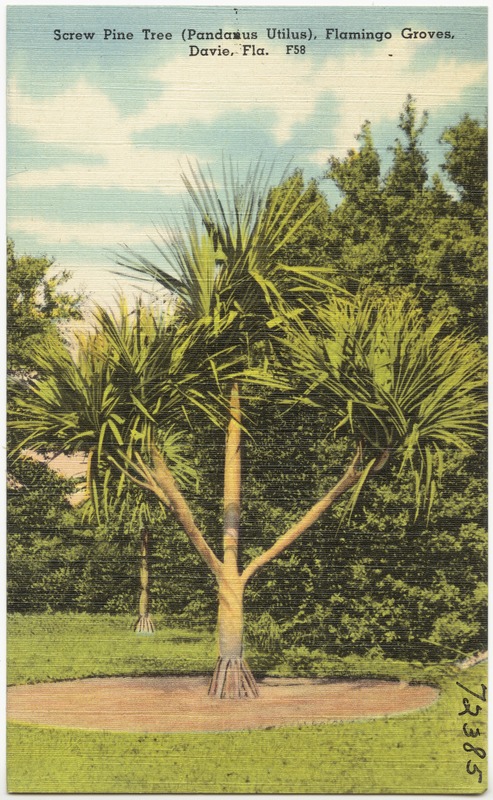 Screw Pine Tree (Pandanus Utilus), Flamingo Groves, Davie, Florida ...