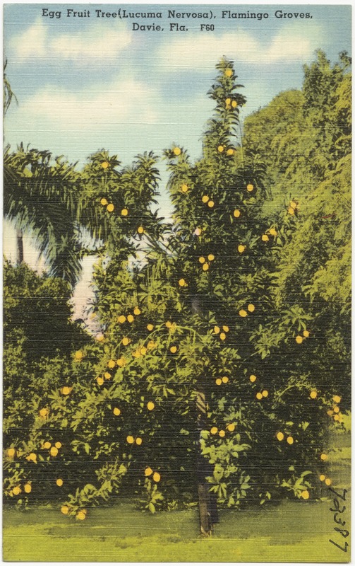 Egg Fruit Tree (Lucuma Nervosa), Flamingo Groves, Davie, Florida ...