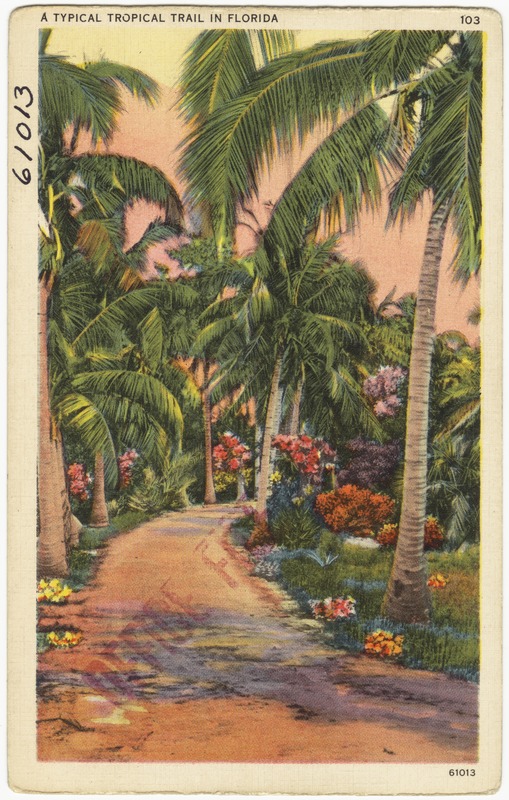 A typical tropical trail in Florida - Digital Commonwealth