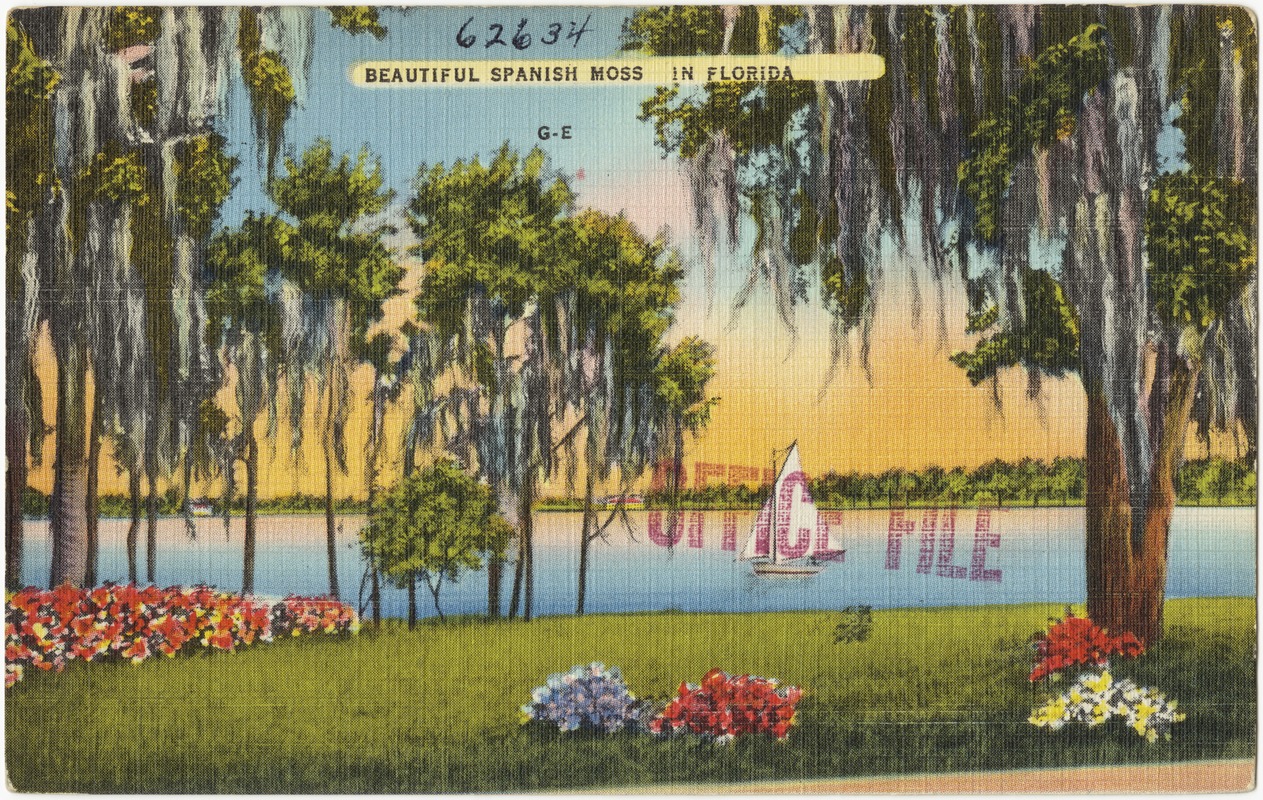 Beautiful spanish moss in Florida - Digital Commonwealth