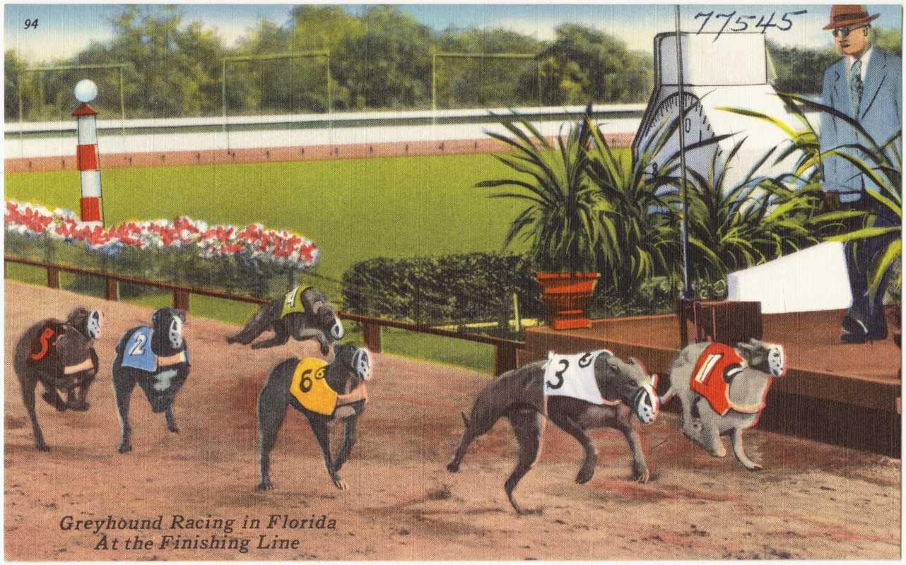 Greyhound racing in Florida at the finishing line - Digital Commonwealth