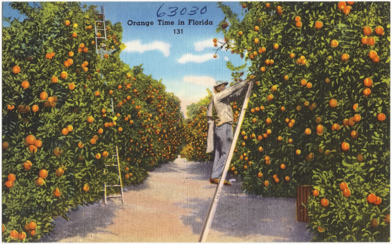 Orange time in Florida - Digital Commonwealth