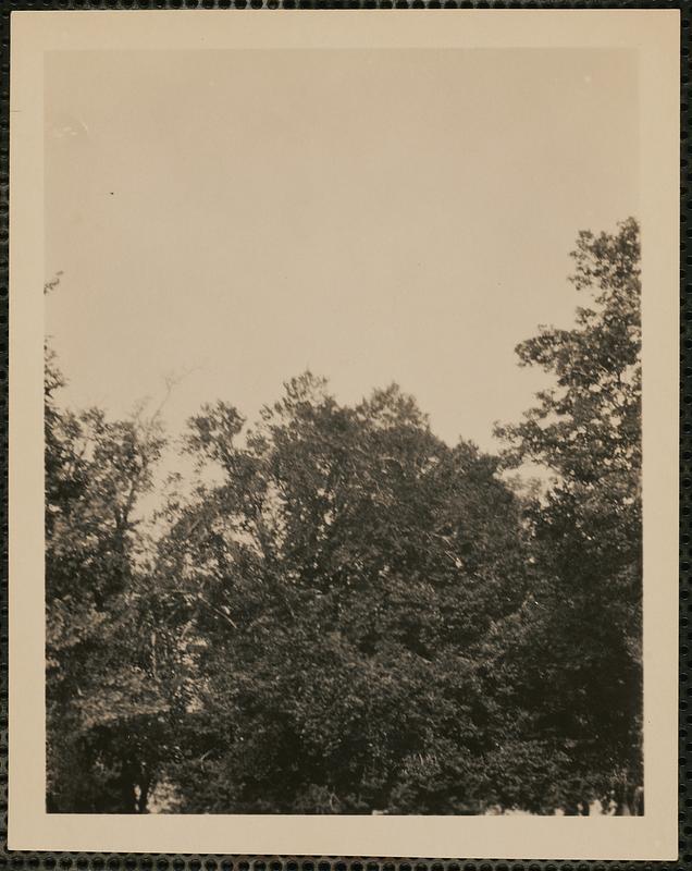 Monte Caro - old tree - Digital Commonwealth