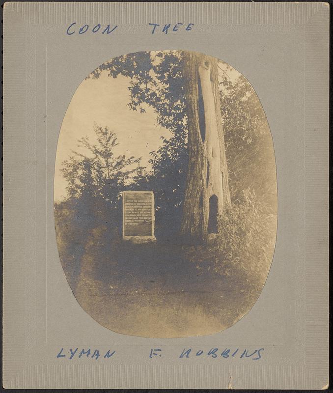Coon Tree and Monument - Digital Commonwealth