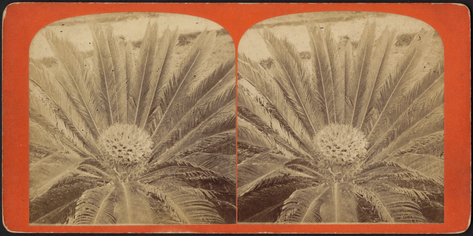 Sago plant - Digital Commonwealth