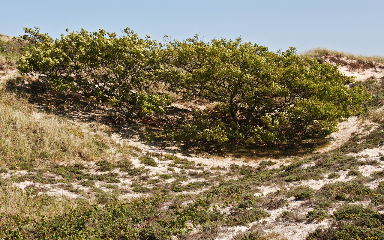Red Gate Farm - Wind-shaped oak - Digital Commonwealth