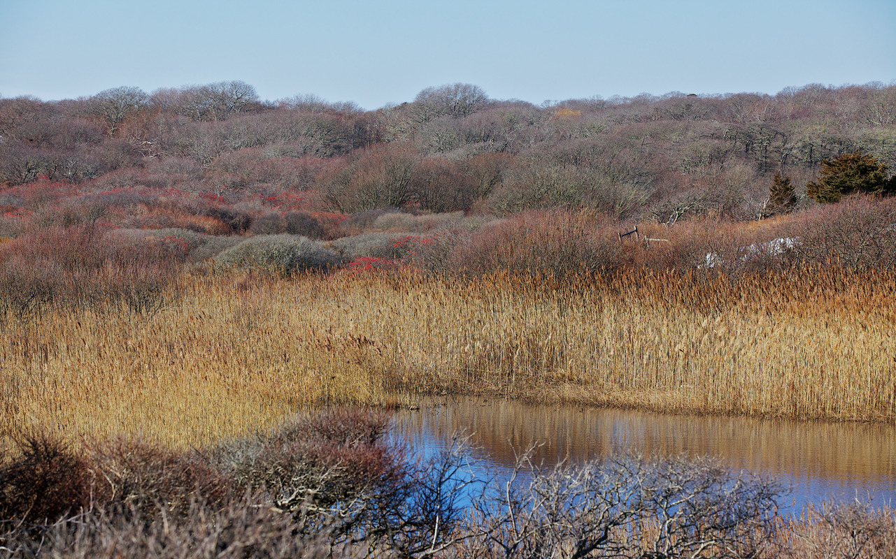 Chilmark Pond and Marsh - Digital Commonwealth