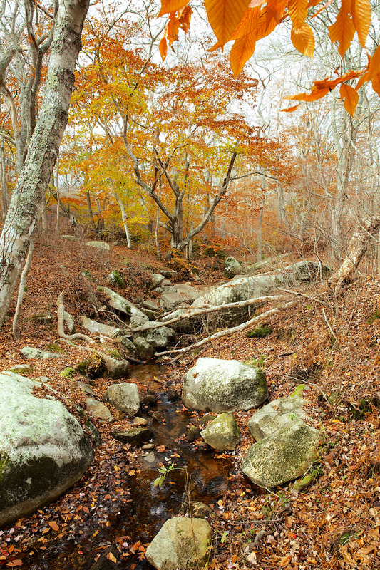 Fulling Mill Brook in Autumn - Digital Commonwealth