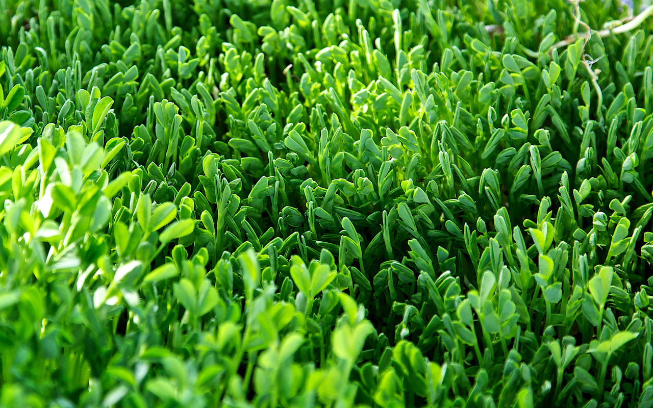 Mermaid Farm - Bean Sprouts - Digital Commonwealth