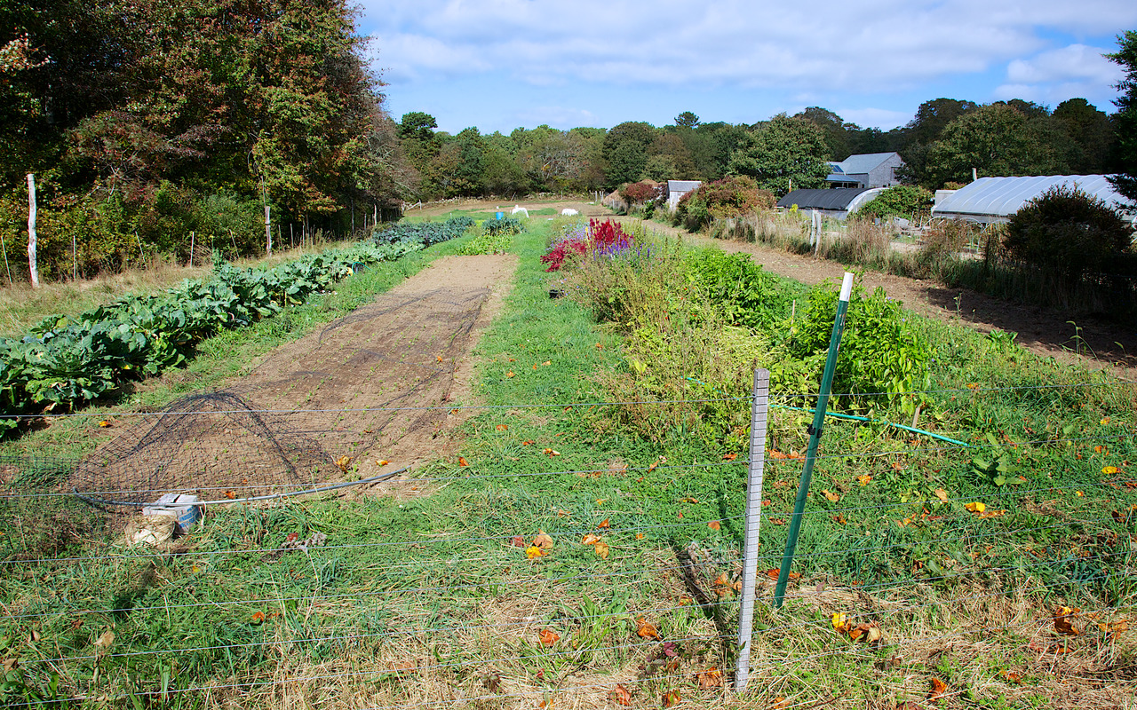 Mermaid Farm - Crops - Digital Commonwealth