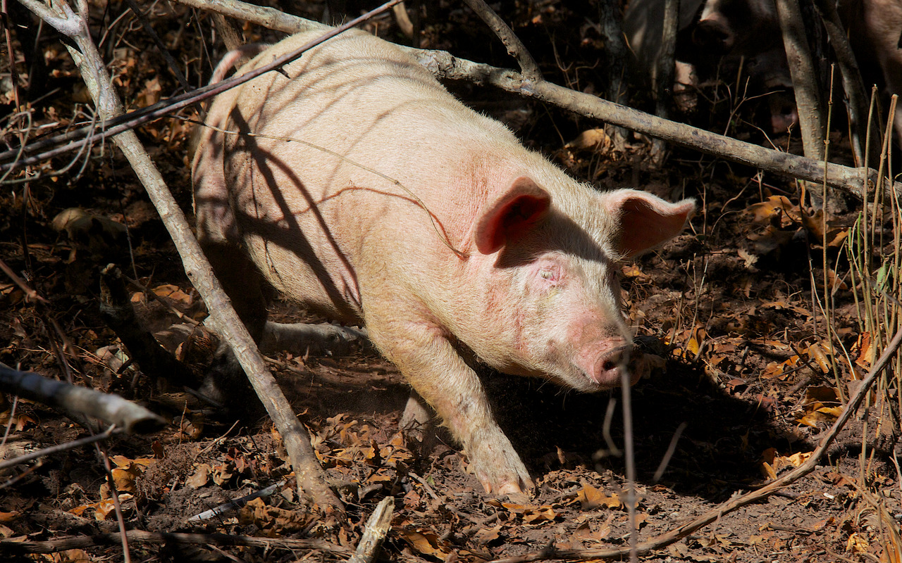 Pig under oaks - Black Pond - Digital Commonwealth