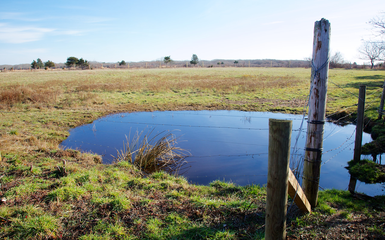Pond at corner of field - Digital Commonwealth