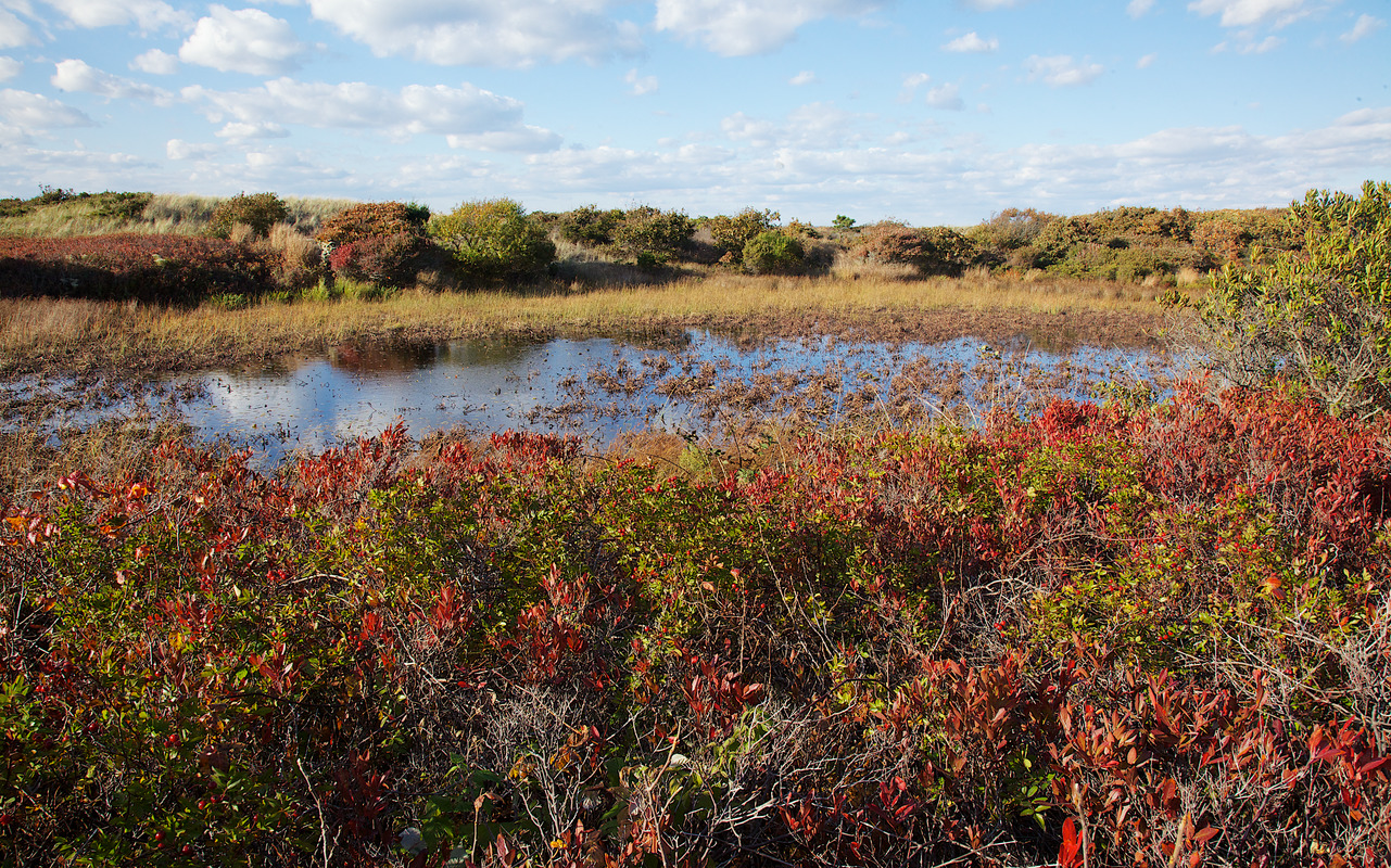 Pond at Spring Point - Digital Commonwealth