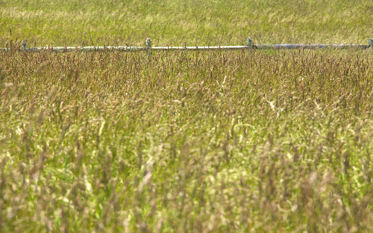 Town Farm - Hay Field - Digital Commonwealth