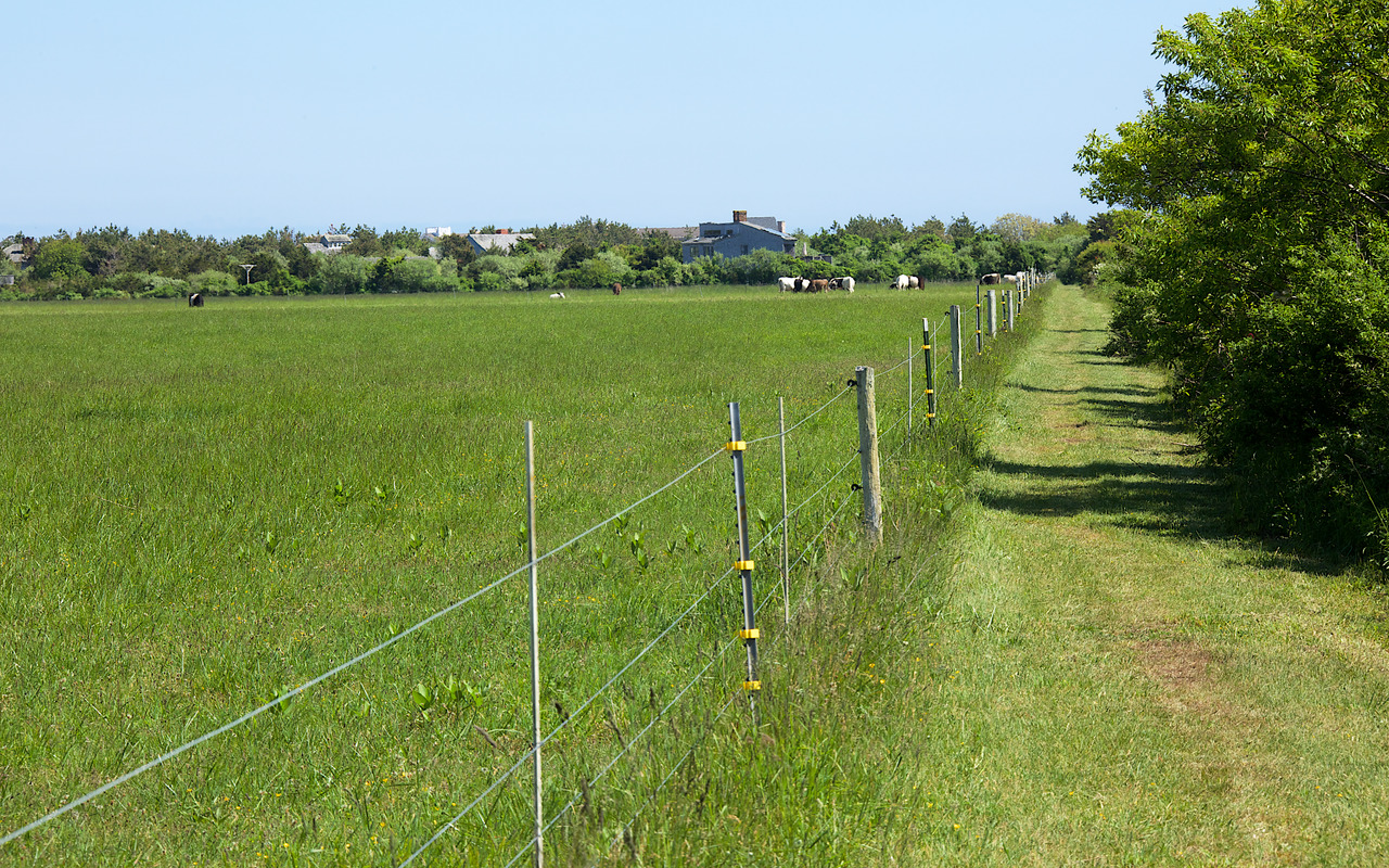 Katama Farm - The Farm Institute - field and cows - Digital Commonwealth
