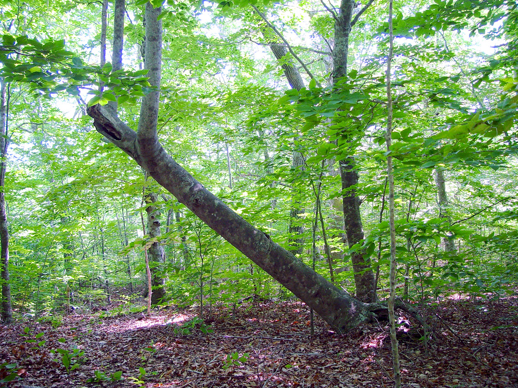 Naushon - Beech leaner likely 1944 Hurricane - Digital Commonwealth