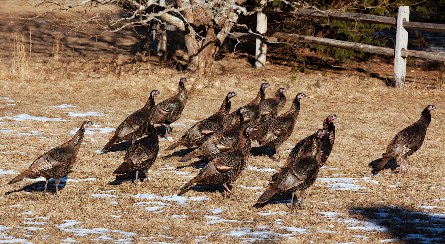 Polly Hill - Turkeys - Digital Commonwealth