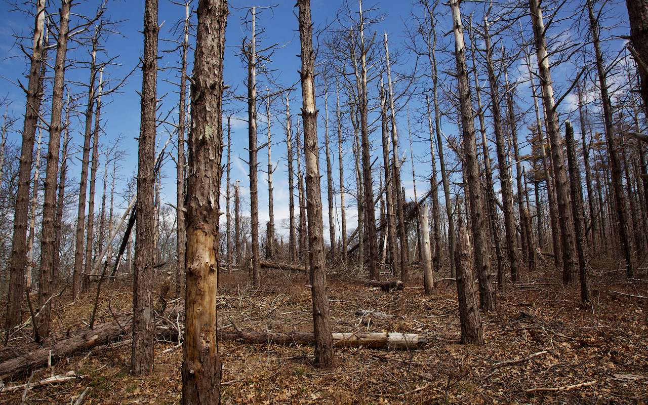 Cedar Tree Neck - Dead Red Pine Plantation - Daggett Farm - Digital ...